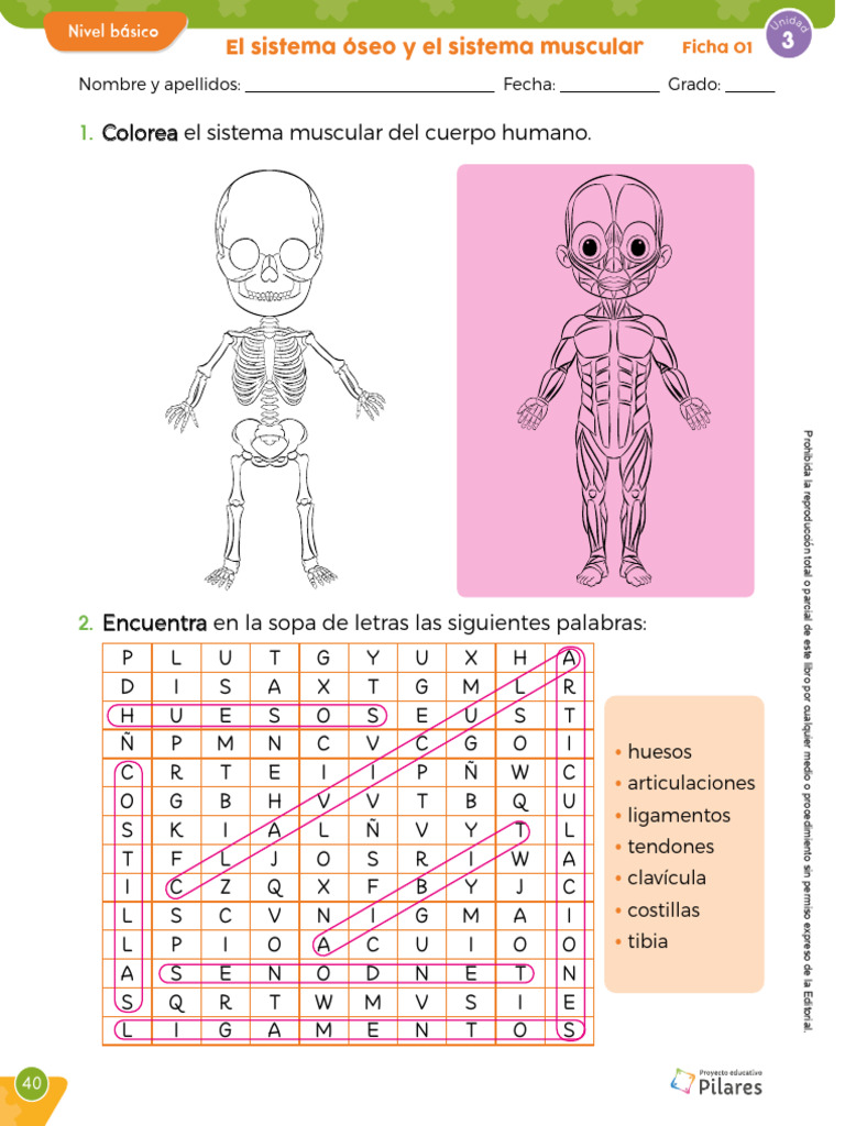 2 Cta1 U3 El Sistema Óseo y El Sistema Muscular (Docente) | PDF ...