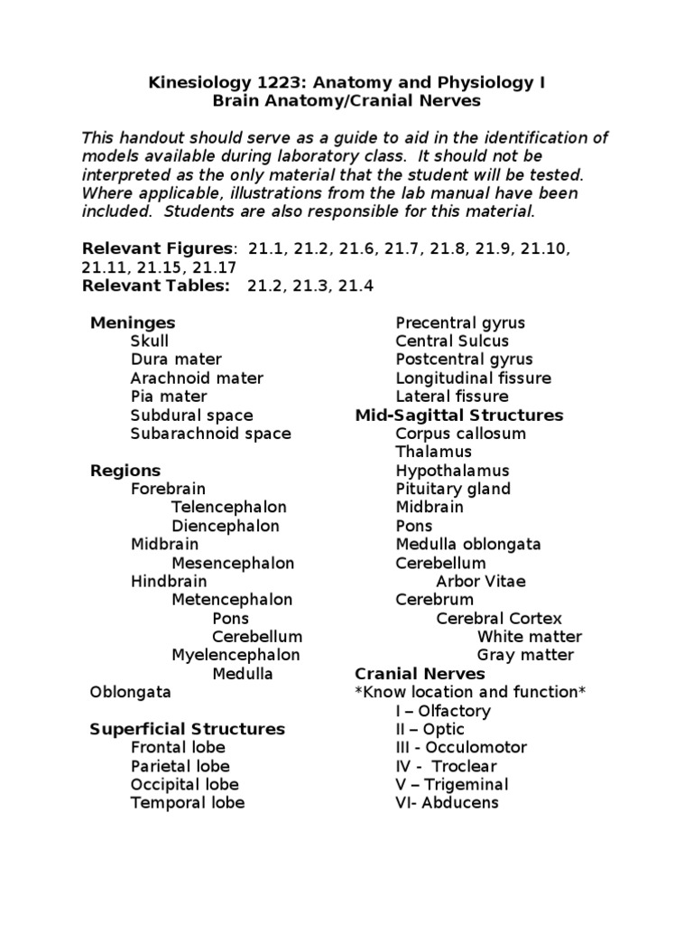 brain-anatomy-pdf