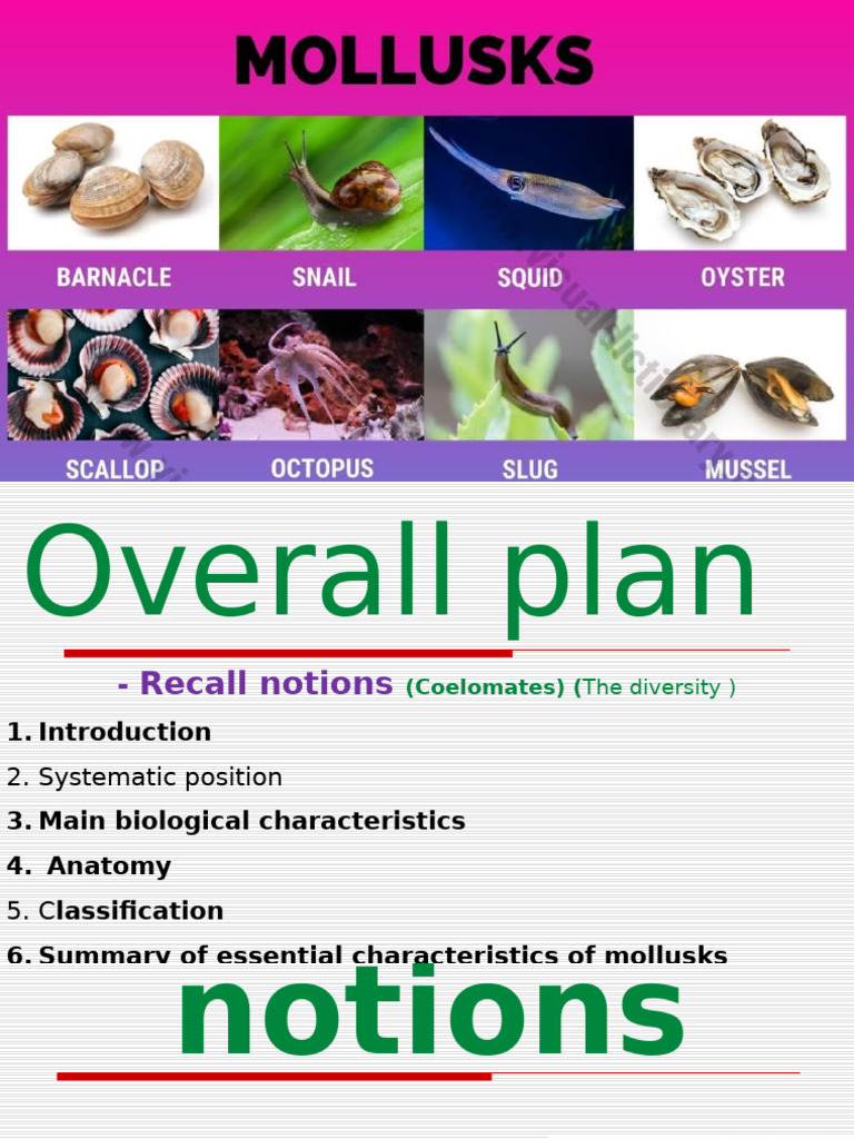 Overview of Mollusks: Diversity and Anatomy | PDF | Mollusca | Molluscs