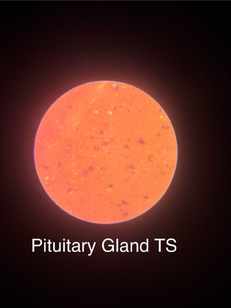 All Histology Slides (NAMO) | PDF