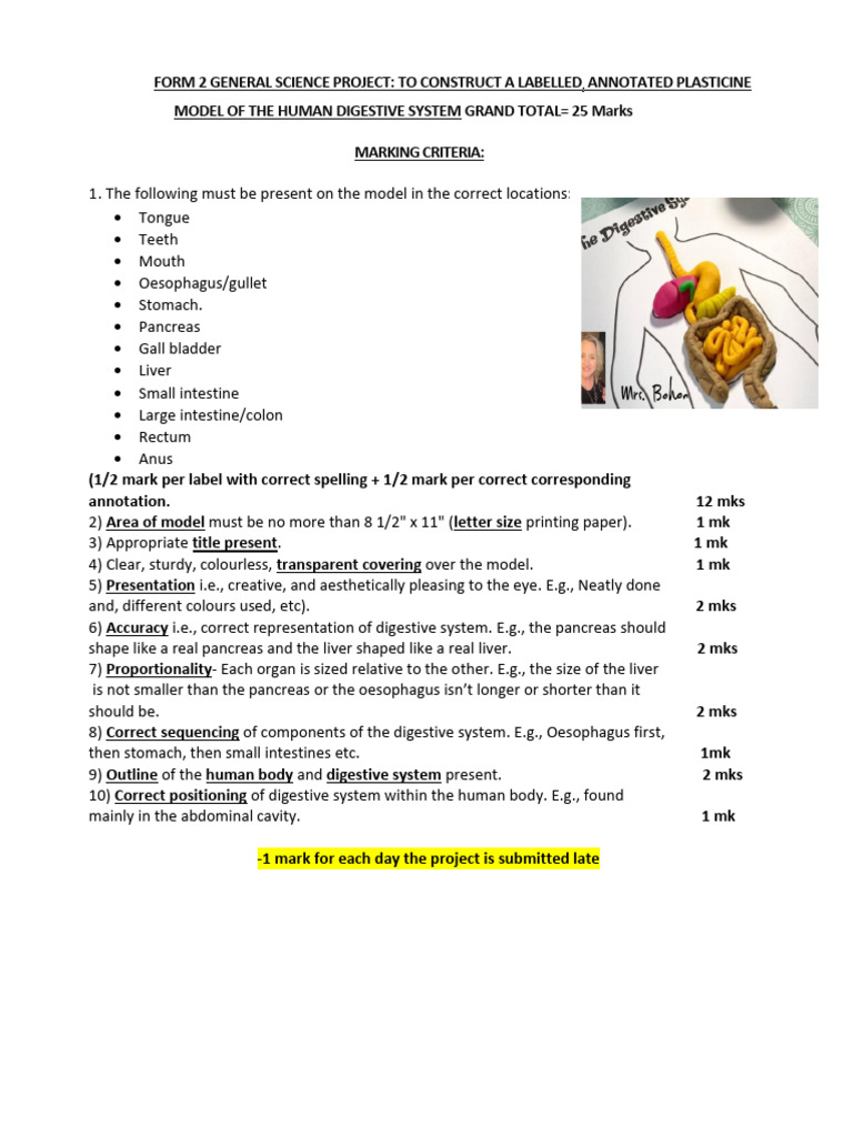 Digestive System Project | PDF