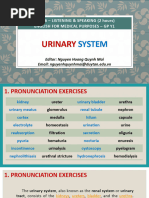 Urinary System Medical Terminology Guide | PDF | Kidney | Urinary System