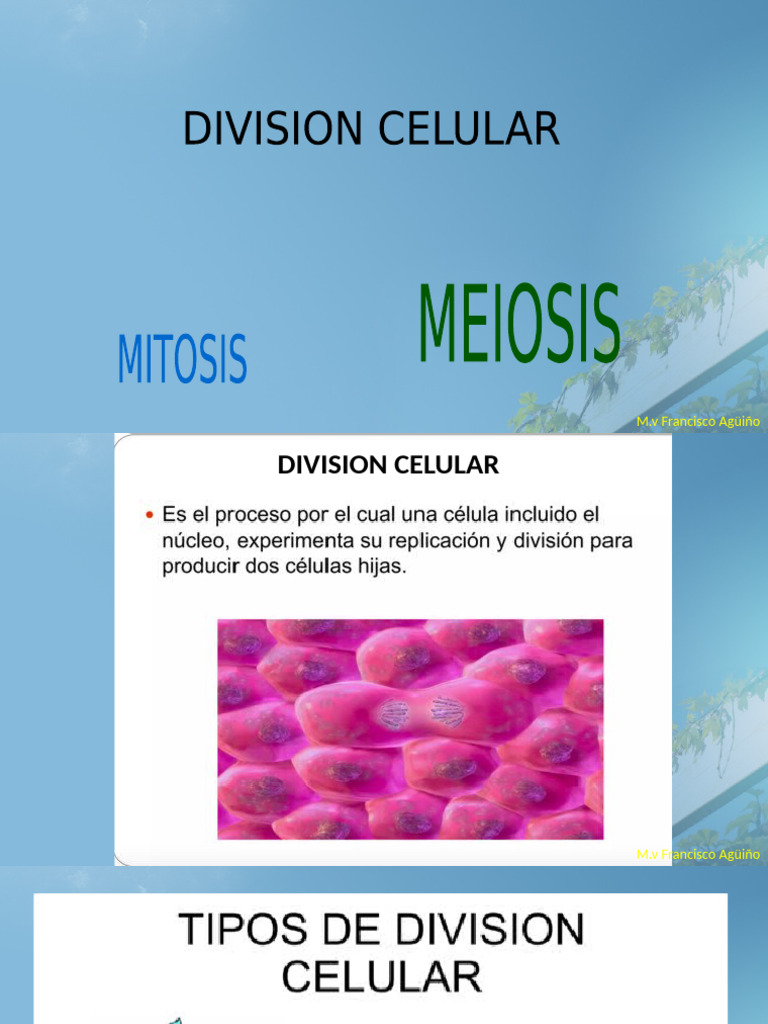 División Celular: Conceptos Clave | PDF