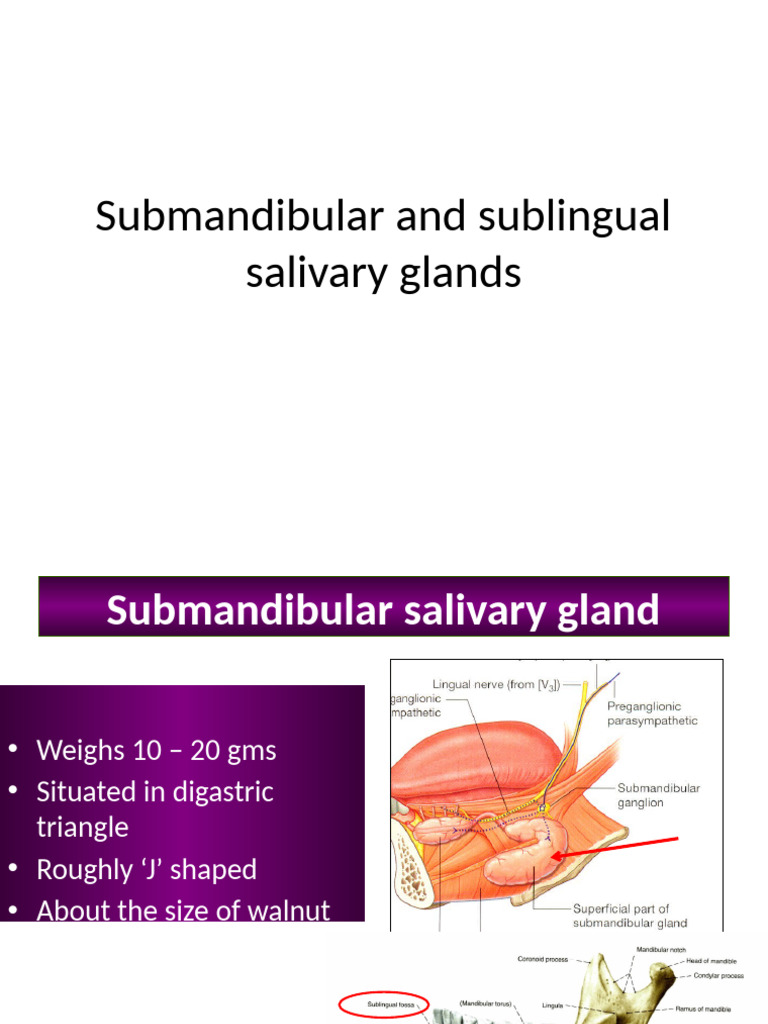 Submandibular and Sublingual Salivary Glands | PDF | Animal Anatomy ...
