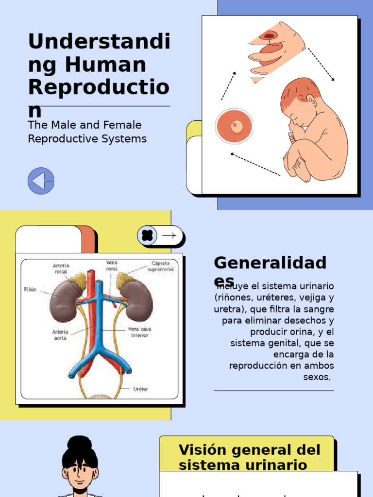 Clase 12 Aparato Genito-Urinario | PDF | Sistema reproductivo | Testículo