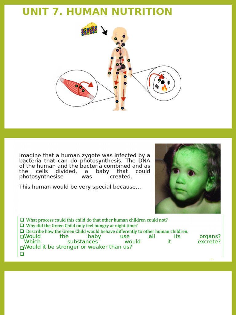Unit 7 Human Nutrition | PDF | Digestion | Small Intestine