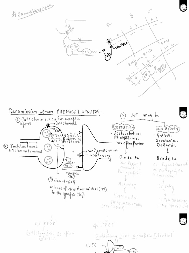 Neural Control and Coordination 04 Class Notes (1) - Converted-Pages | PDF