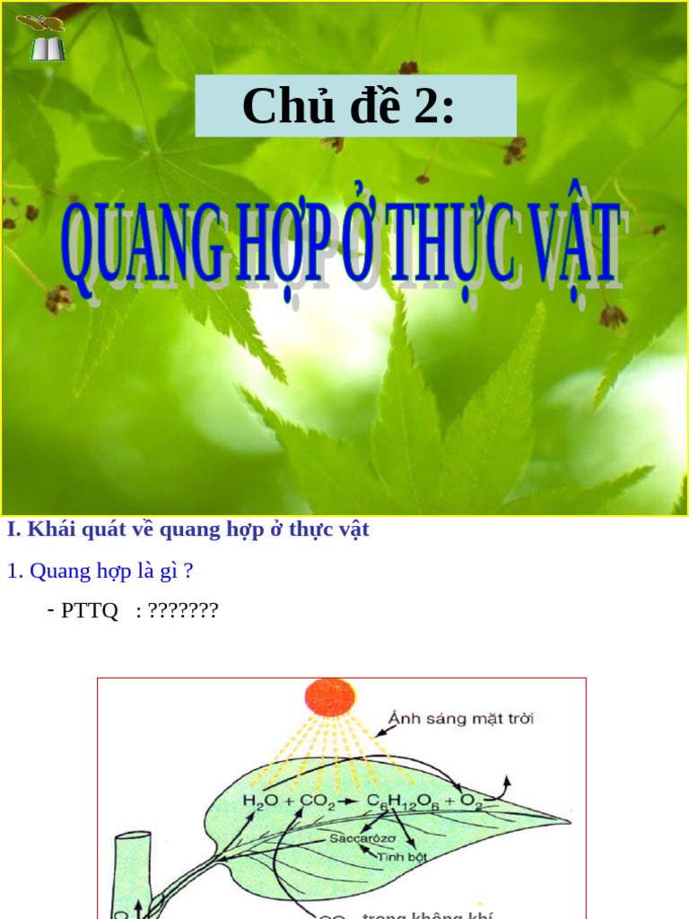 Bai 3 Quang Hop o Thuc Vat | PDF
