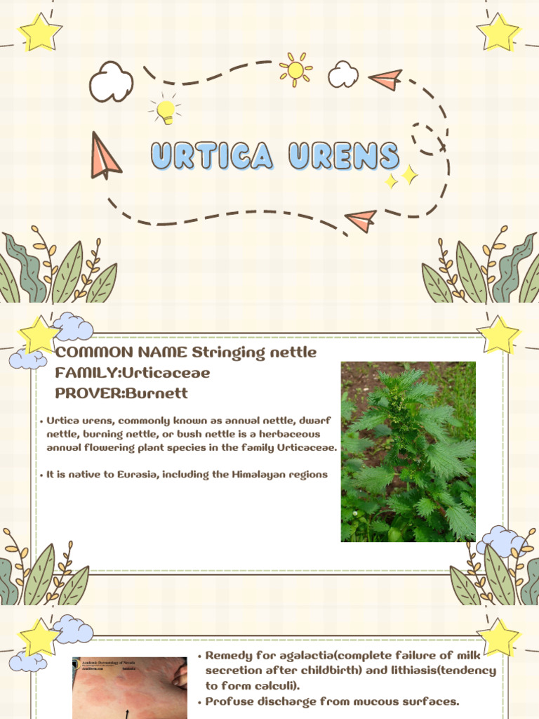 Urtica Urens: Uses and Remedies | PDF