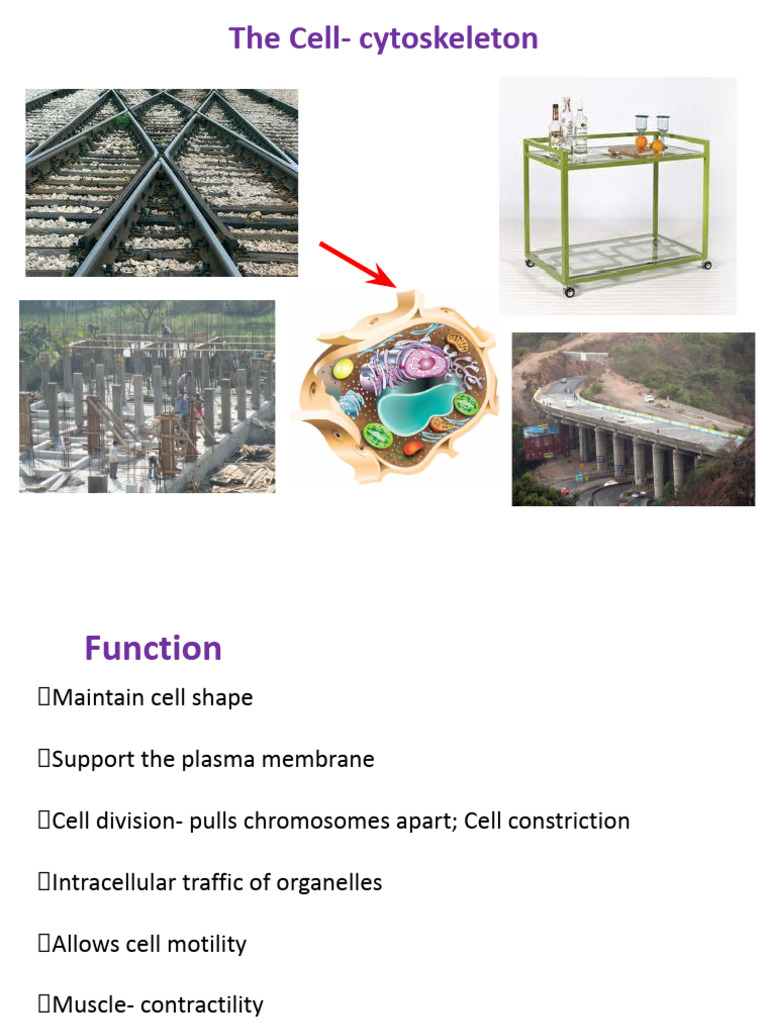 Understanding the Cell Cytoskeleton | PDF | Cytoskeleton | Biology