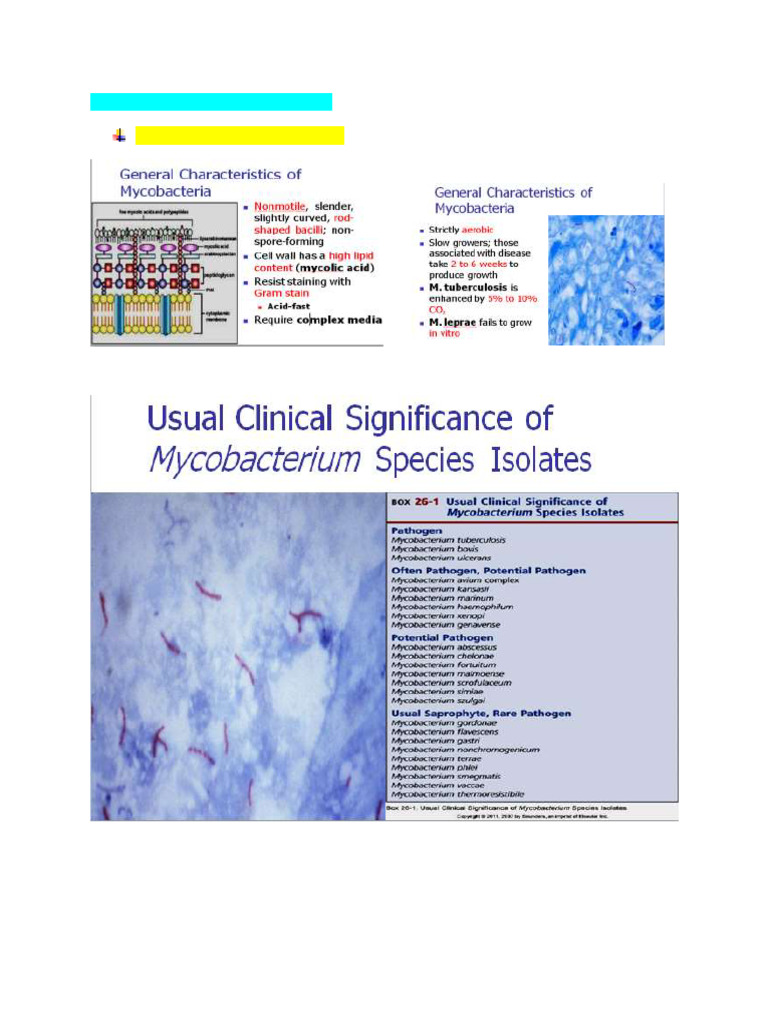 Mycobacterium Acid Fast Bacilli | PDF | Tuberculosis | Mycobacterium
