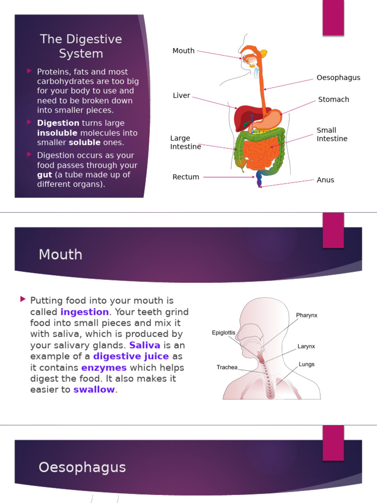Digestive System Information Sheets | PDF | Digestion ...