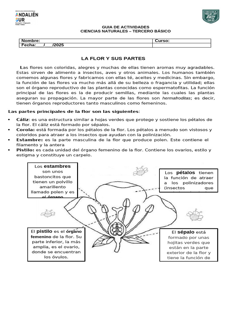 Partes de la Flor y Su Reproducción | PDF | Flores | Plantas