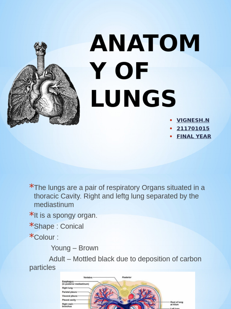 Anatomy of Lungsb | PDF | Lung | Circulatory System
