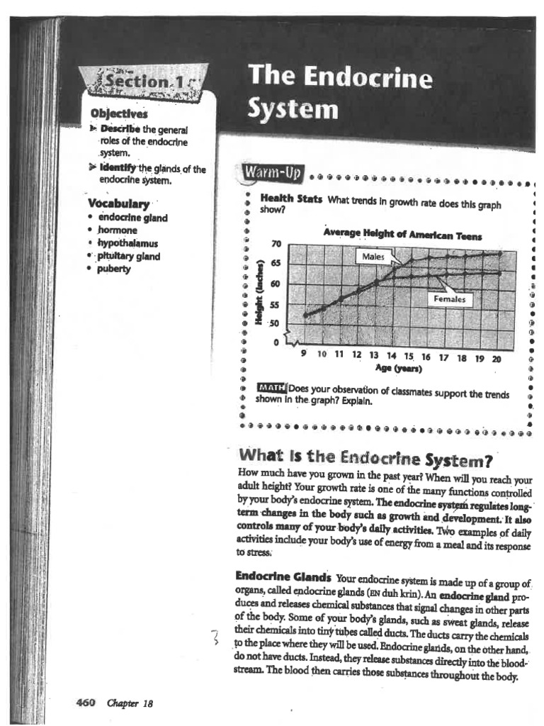 Endocrine System Reading | PDF