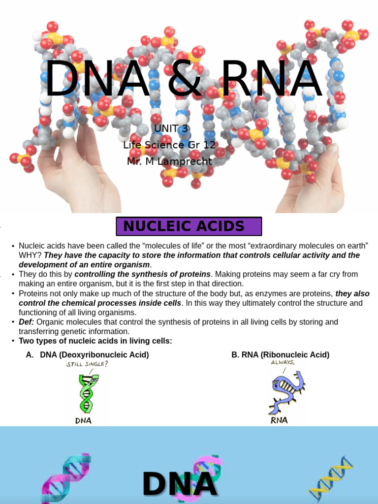 Unit 3 DNA and RNA | PDF | Translation (Biology) | Nucleotides