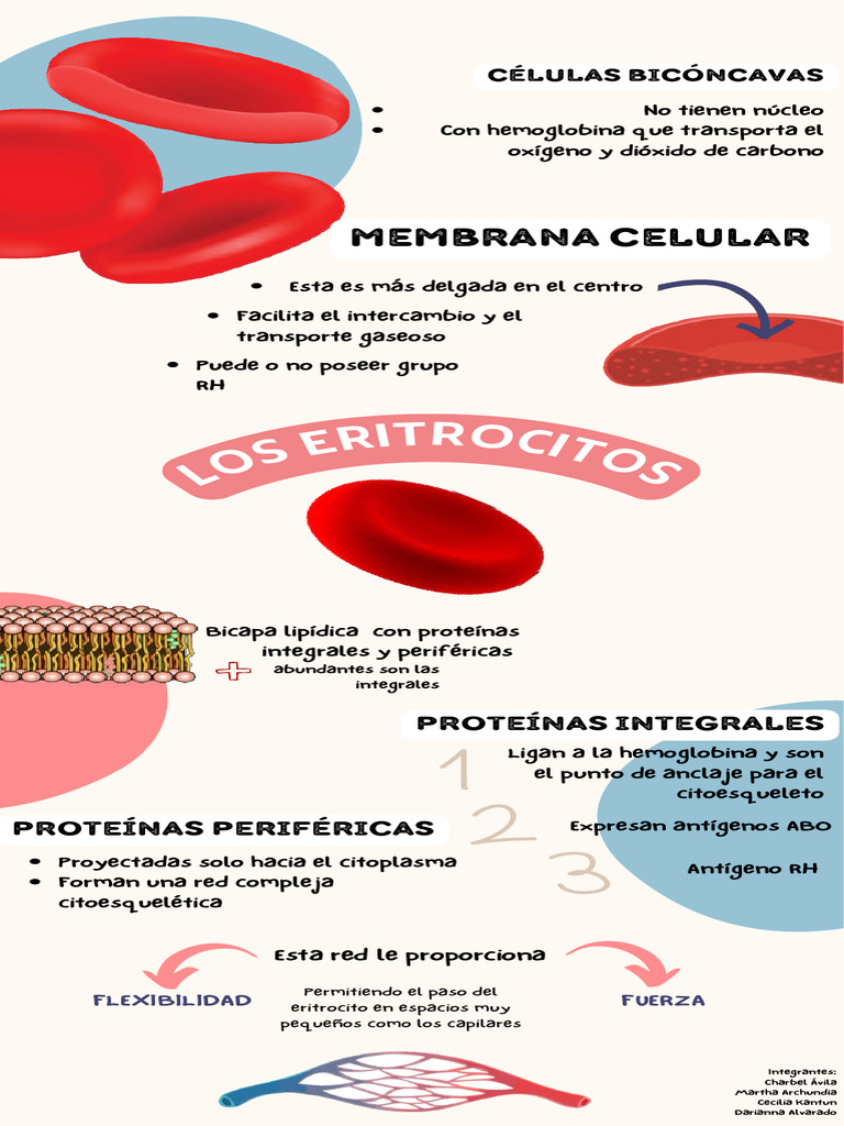 EQUIPO6_ERITROCITOS | PDF | Glóbulo rojo | Membrana celular