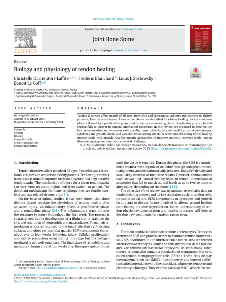 Apunte Tendon | PDF | Tendon | Angiogenesis