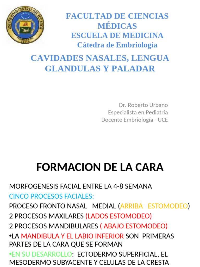 Morfogénesis Facial y Desarrollo Bucal | PDF | Nariz humana | Tiroides