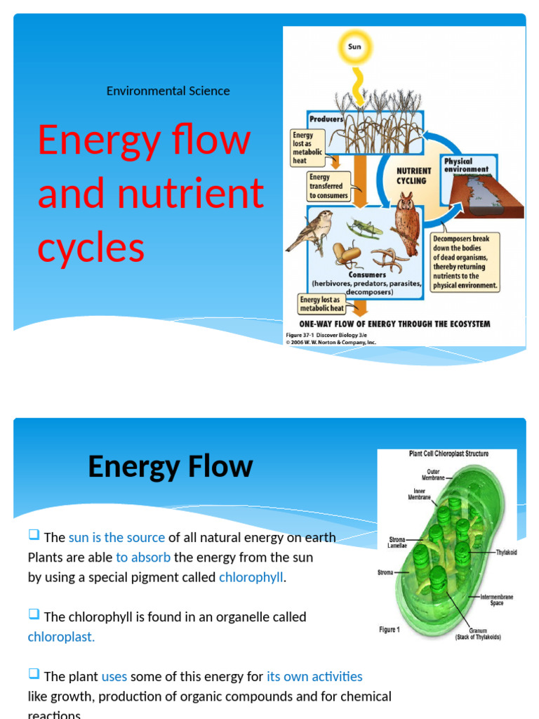 2.energyflow & Nutrientcycling in Ecosystems | PDF | Food Web | Water