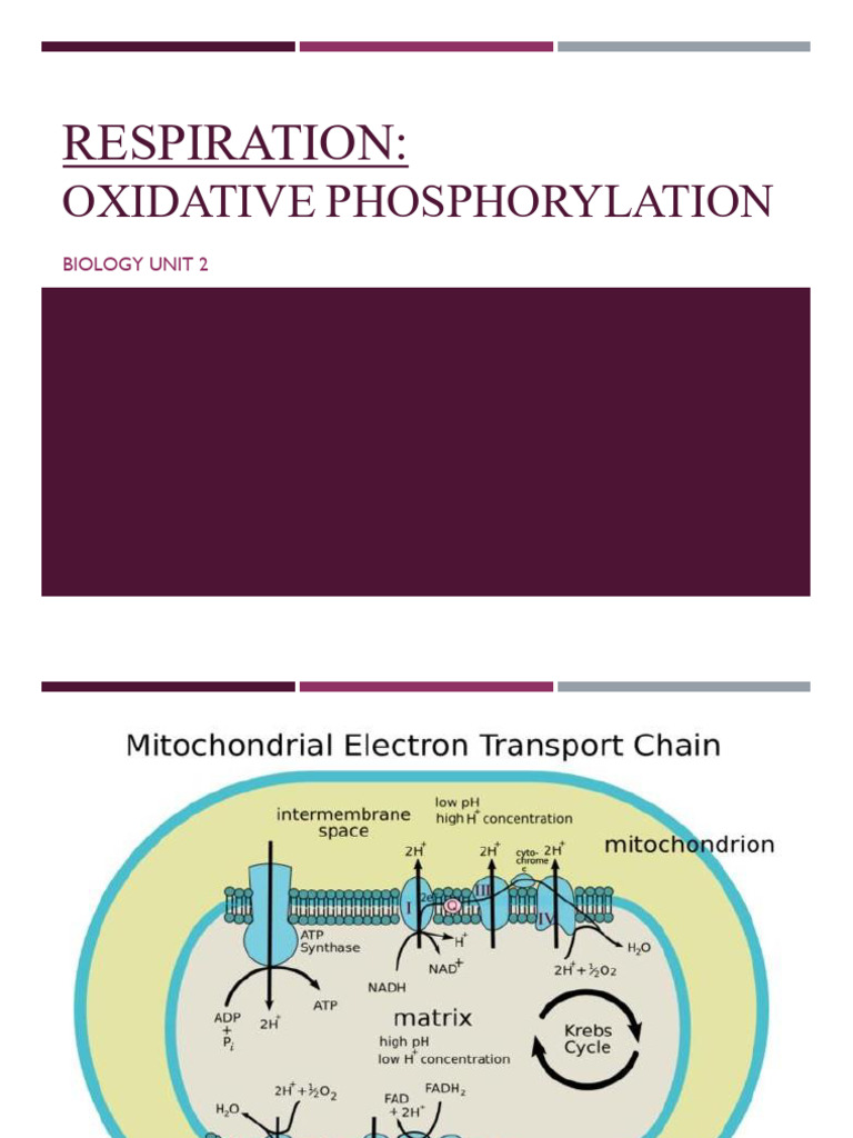 Respiration 4 - Oxidative Phosphorylation | PDF | Electron Transport ...