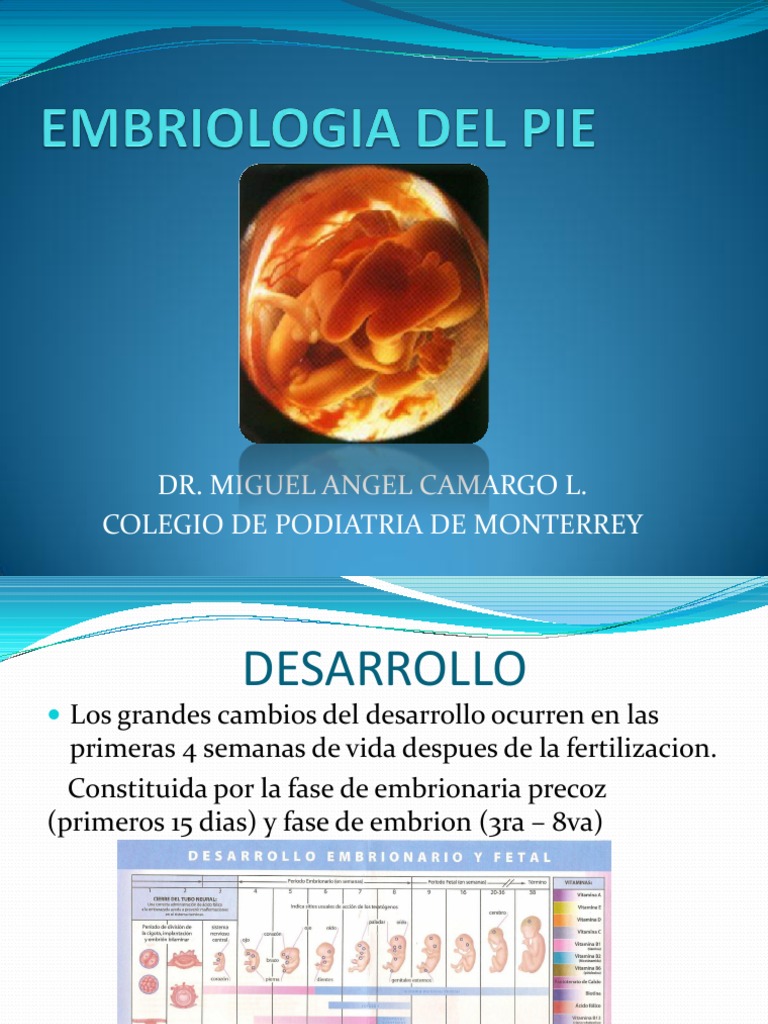 Embriologia Del Pie