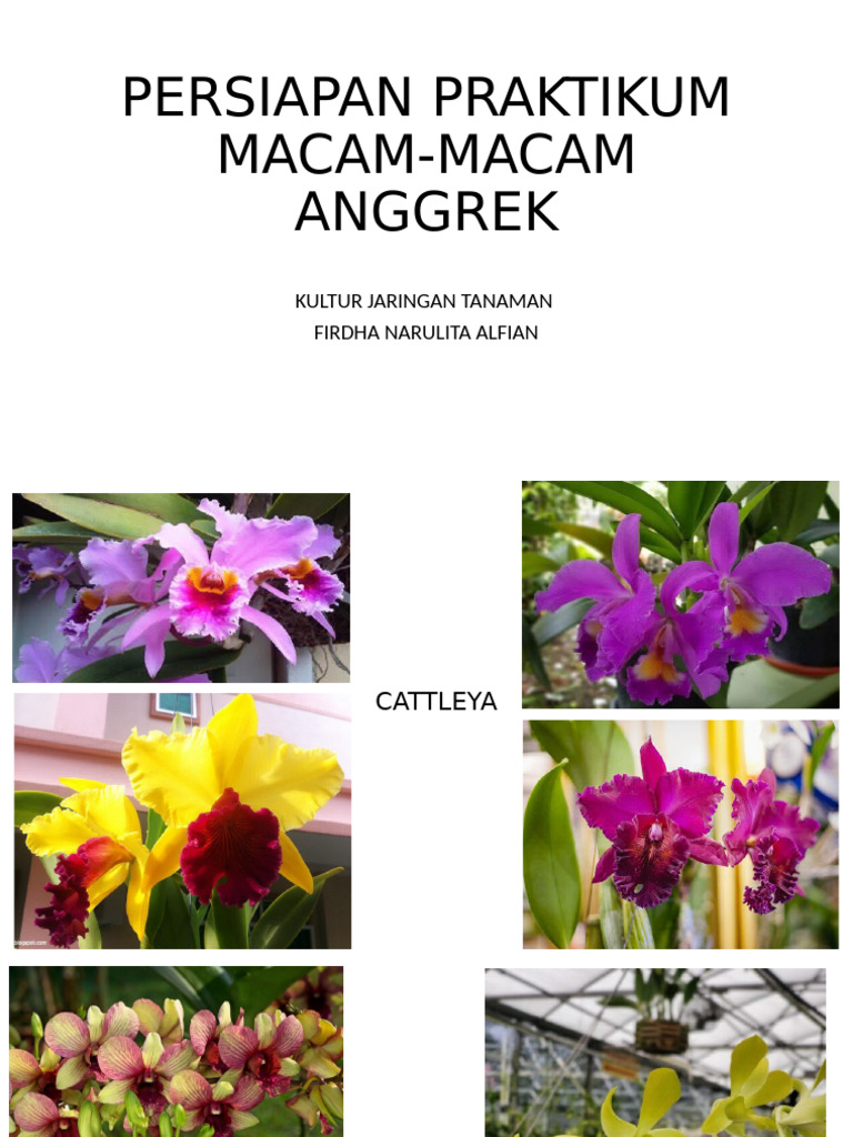 TM 9 Kultur Jaringan Anggrek | PDF