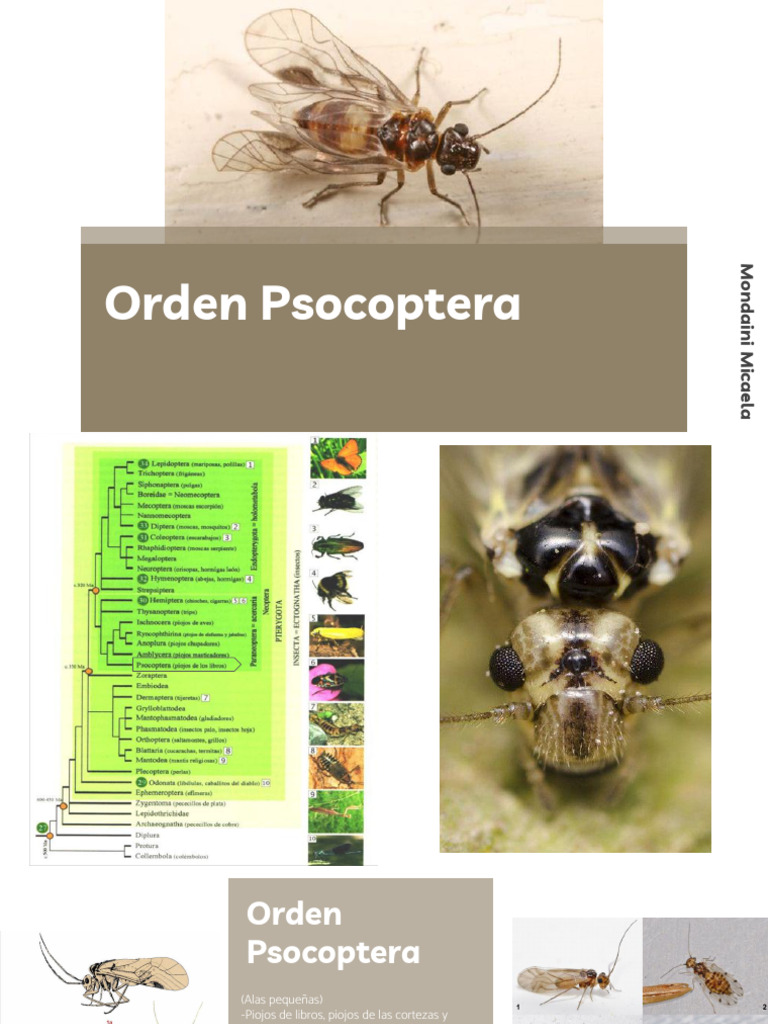 Características del Orden Psocoptera | PDF