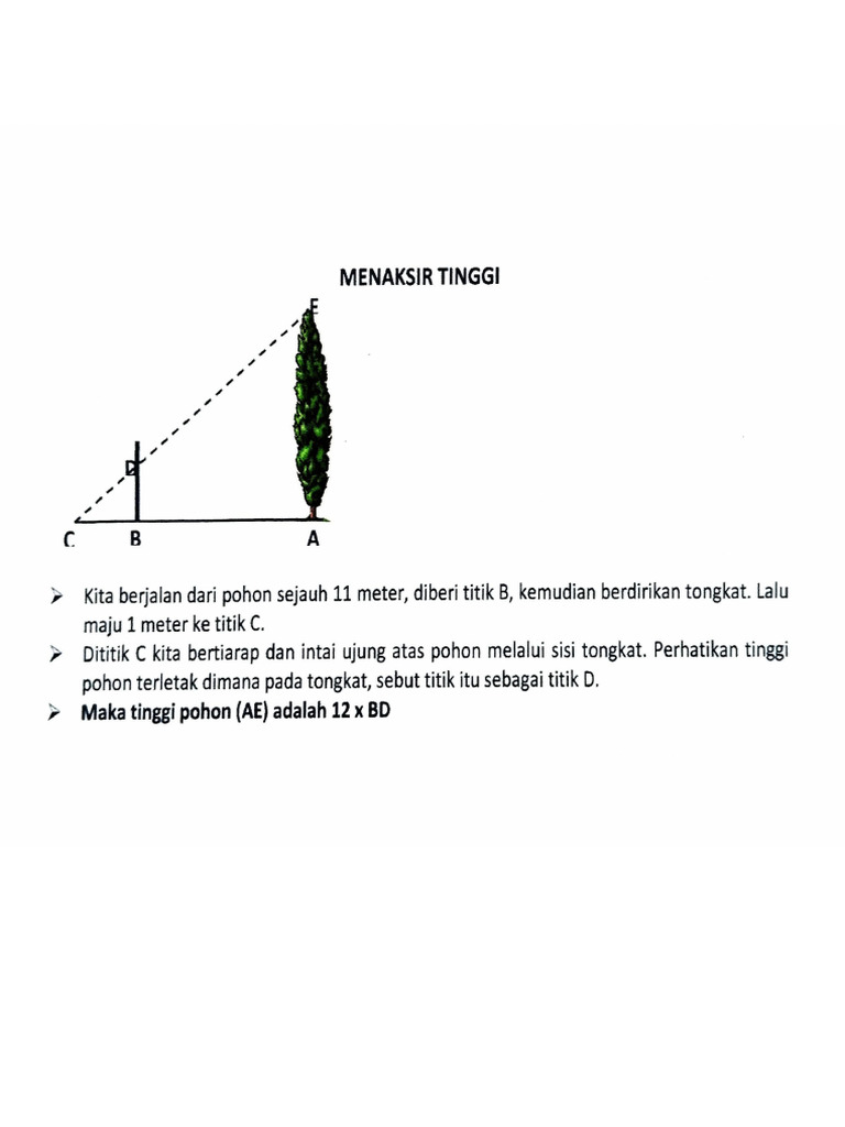 Menaksir Tinggi Pohon | PDF