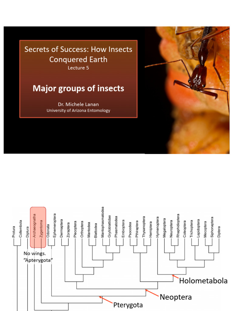 lecture 5 major groups of insects (1)nnnnn | PDF | Insects | Fly