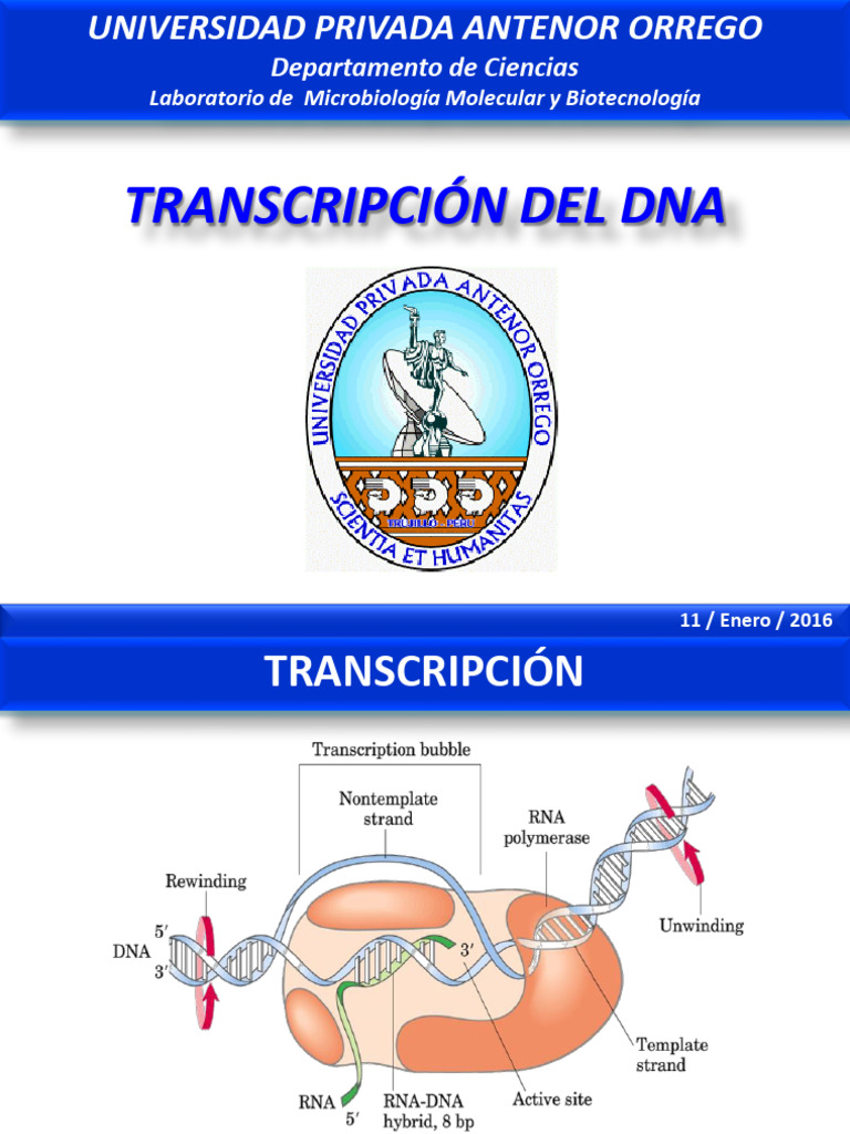 Biologia - Tema 16 Transcripcion - Dr. Gonzalez Cabeza | PDF | Rna | Adn