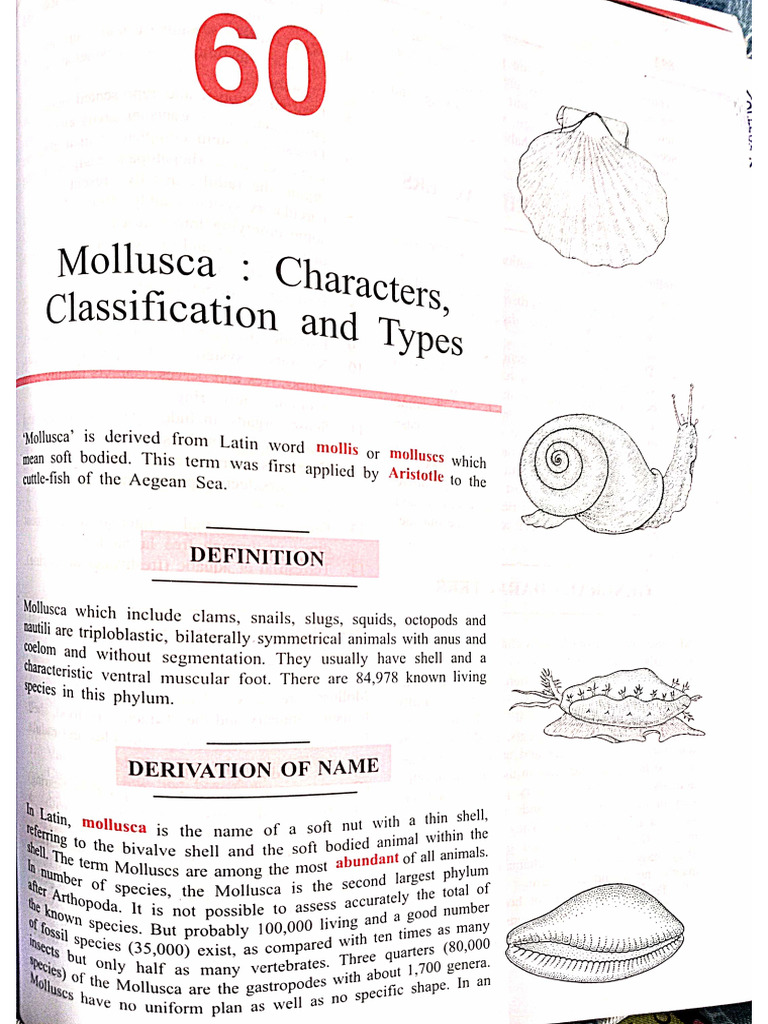 Unit 1. Mollusca | PDF