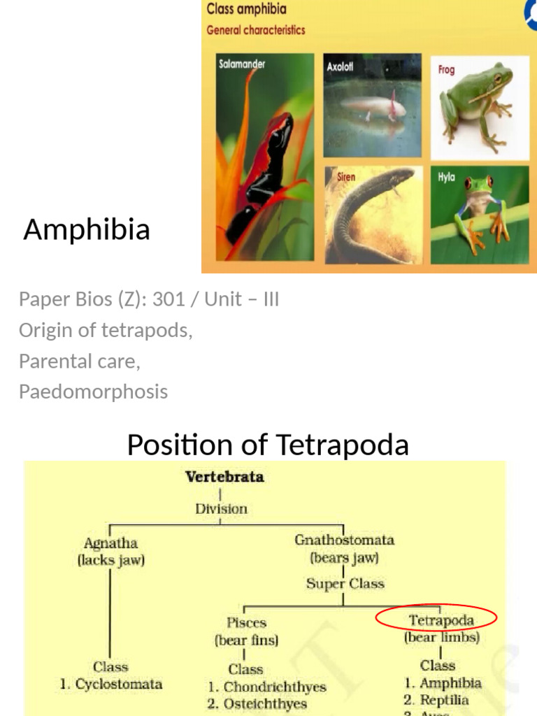Amphibia | PDF | Amphibian | Frog