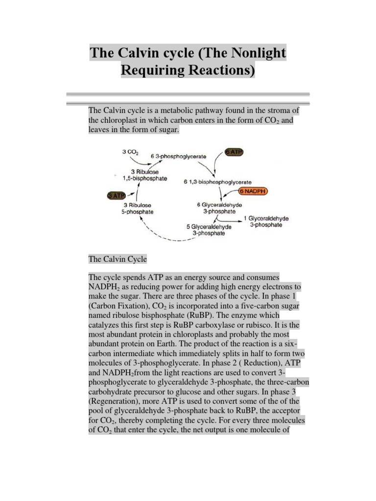 The Calvin Cycle | PDF | Plant Physiology | Biology