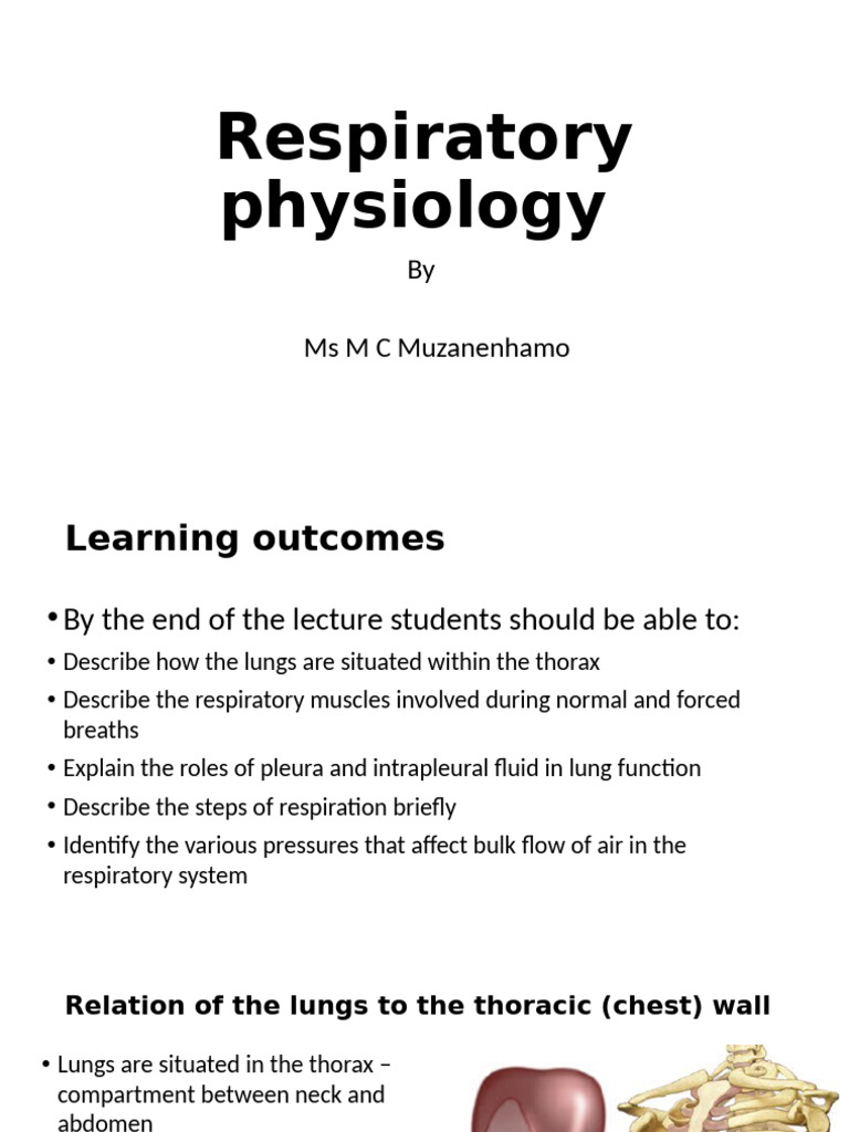 Respiratory Physiology 3 | PDF | Respiratory System | Lung