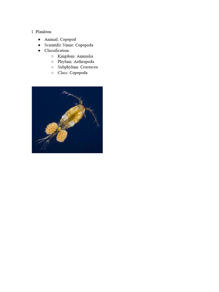 Spongebob Fam | PDF