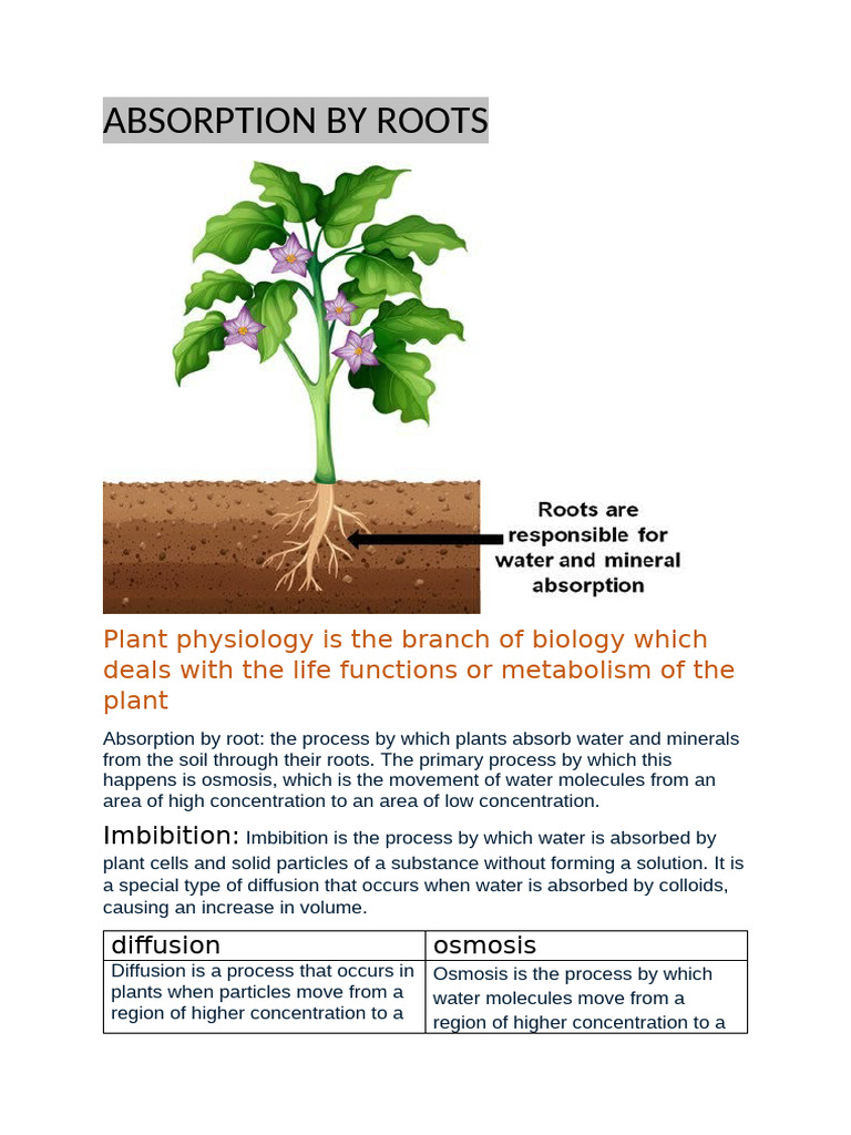 Absorption by Roots | PDF | Osmosis | Cell Biology