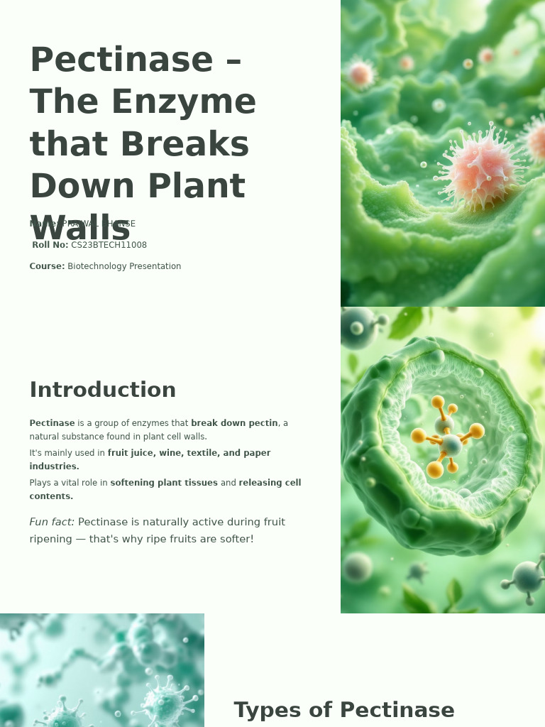 Pectinase The Enzyme That Breaks Down Plant Walls | PDF