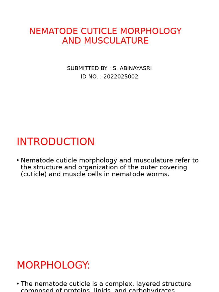 Nematode Cuticular Morphology and Musculature | PDF | Nematode | Muscle