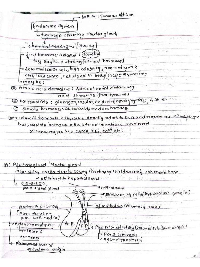 Endocrine System | PDF