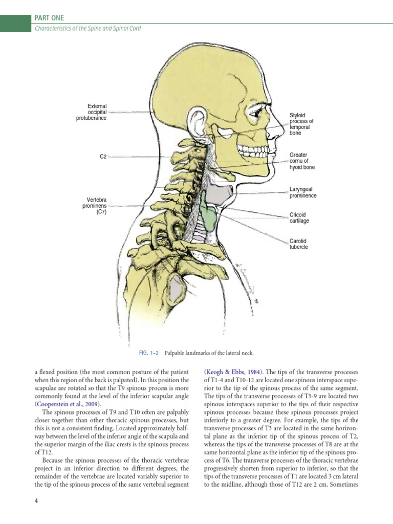 484405102-Clinical-Anatomy-of-Spine-Spinal-Cord-ANS-pdf-1 | PDF | Vertebra | Skeletal System