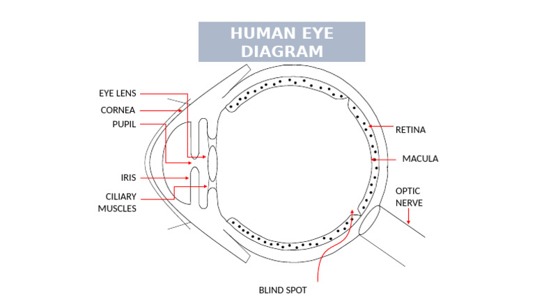 Human Eye Diagram | PDF