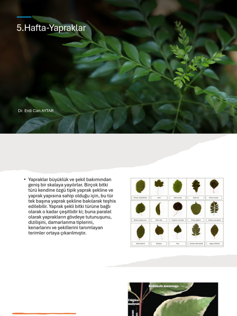 5.Hafta Yapraklar | PDF