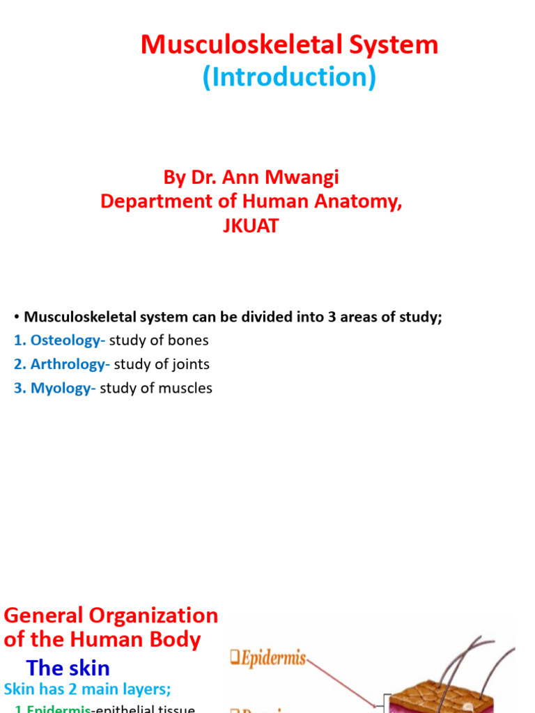 Overview of the Musculoskeletal System | PDF | Skin | Epidermis