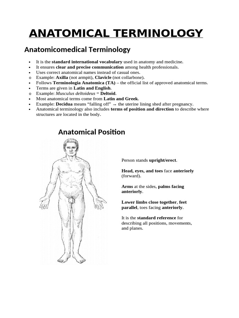 Anatomical Terminology | PDF | Anatomical Terms Of Location ...