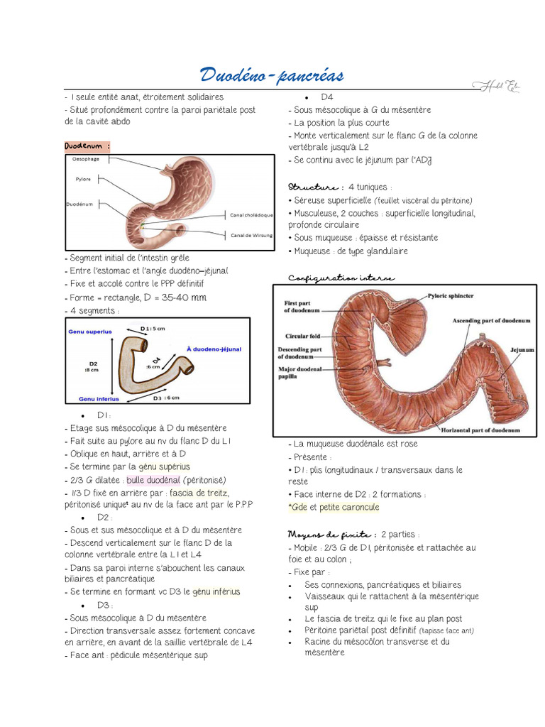 Anatomie du duodéno-pancréas détaillée | PDF | Péritoine | Organe