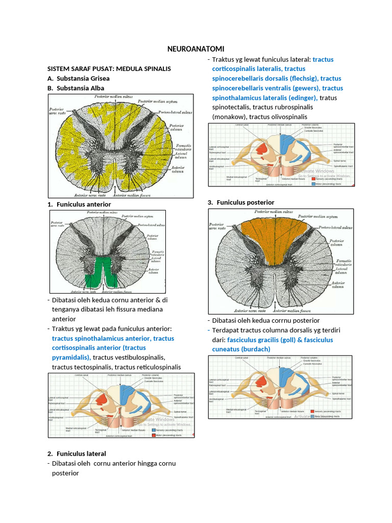 Neuroanatomy: Central & Peripheral Systems | PDF