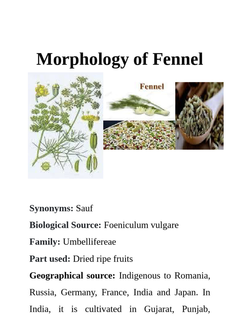 Morphology of Fennel | PDF | Fennel | Seed
