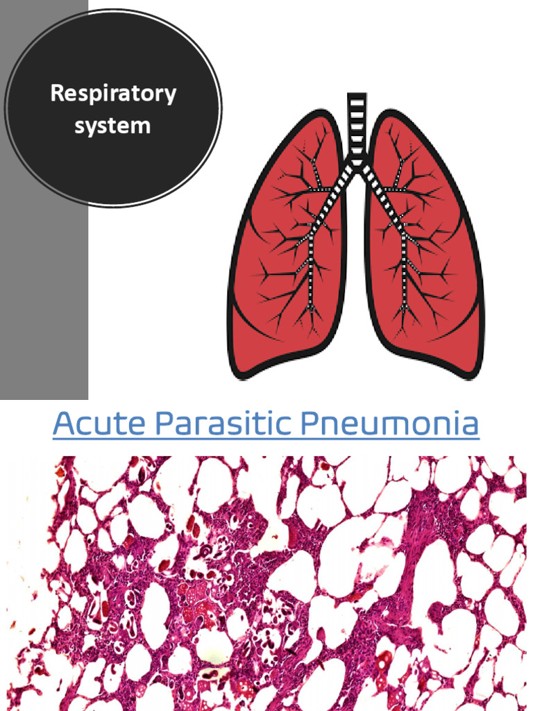 Respiratory System (Part 2) | PDF