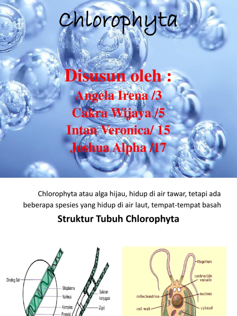 Chlorophyta | PDF